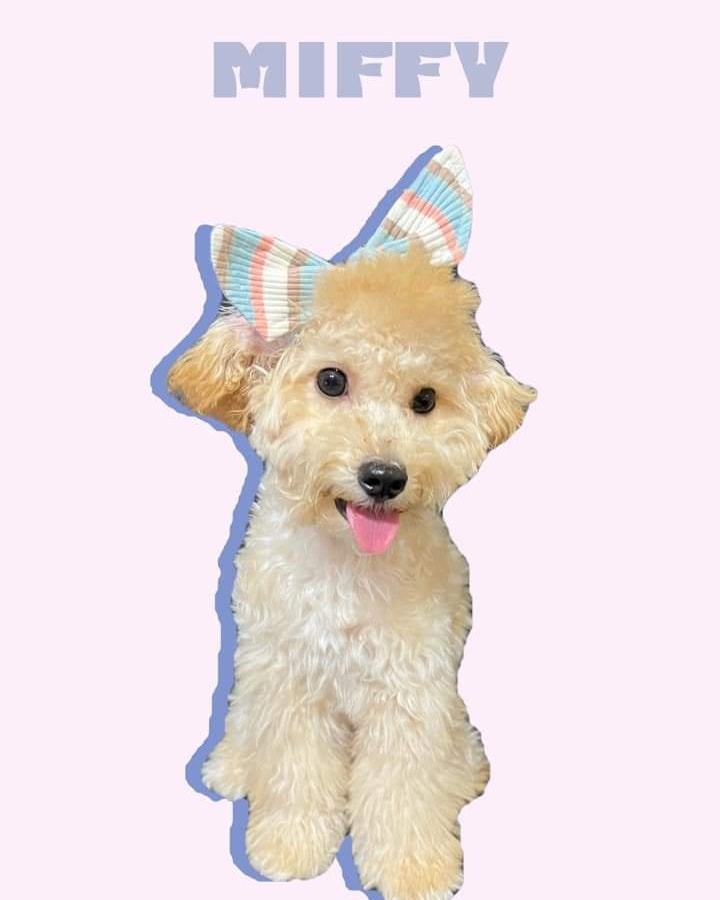 [ 幼犬學習通 來自 Miffy的心得分享 ] – D.I.N.G.O. TAIWAN 愛犬訓練教育